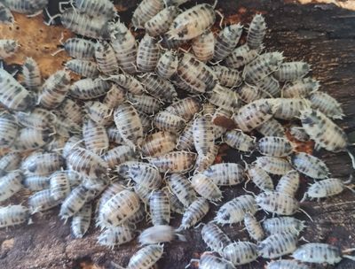 Dairy Cows Isopods (Colony of 5) – The Isopod Lady