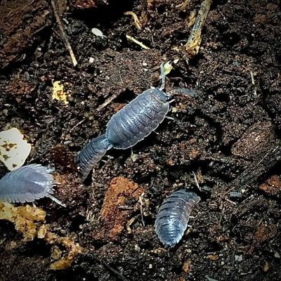 Common Isopods (Colony of 20) – The Isopod Lady